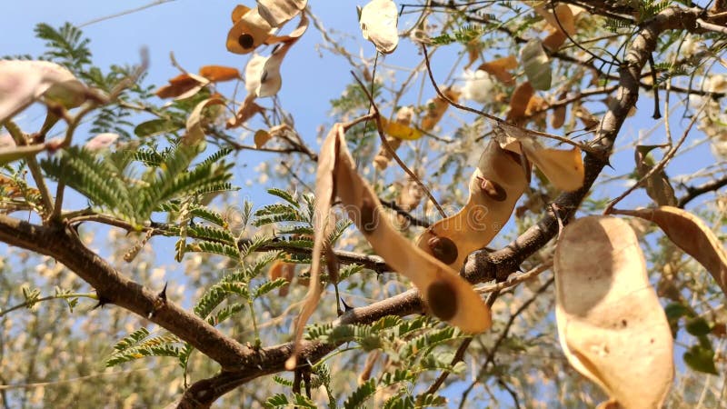 Acacia Senegal Ripped Pods on the Tree Branches, Kumatiya Tree Pods ...