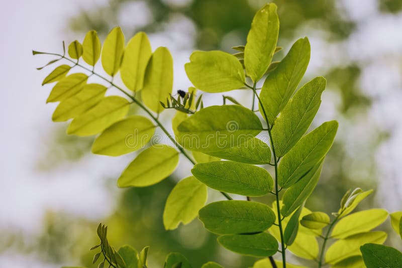 Acacia shrub leaves stock photo. Image of tree, foliage - 260145104