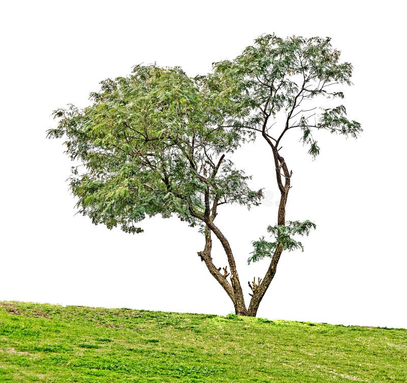Acacia Tree On White Background Stock Photo - Image of ornamental ...