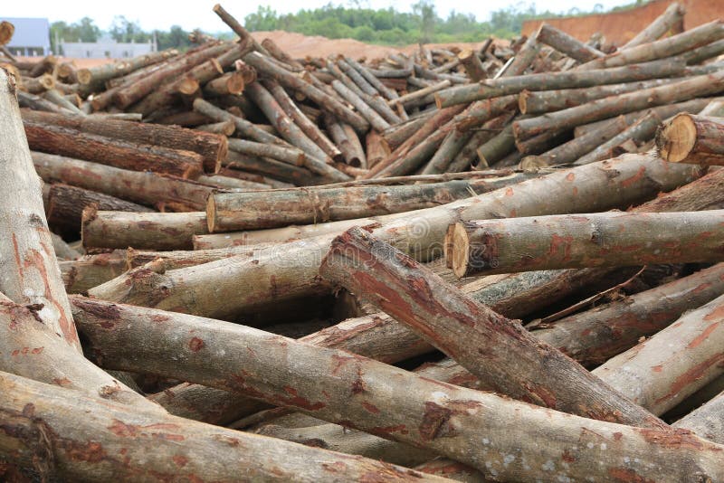 Acacia Timber Log Raw Material Stock Image - Image of timberyard ...