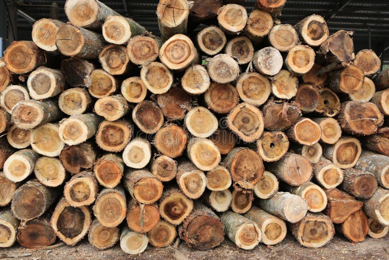 Acacia Timber Log Raw Material Stock Image - Image of trunk, firewood ...