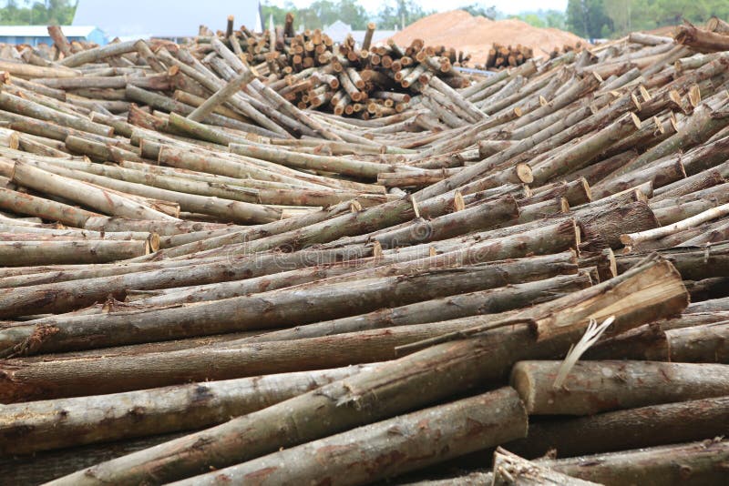 Acacia timber raw material stock image. Image of timberyard - 100924027