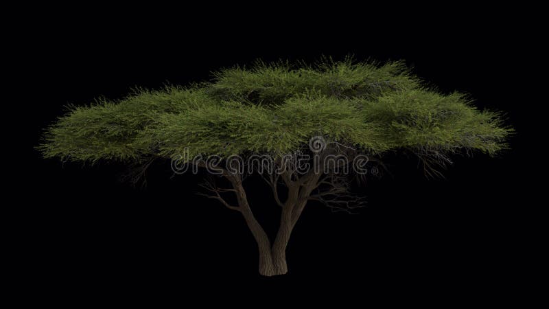 Acacia Tortilis Tree Blowing in the Wind. Wind Blows the Tree. Alpha ...