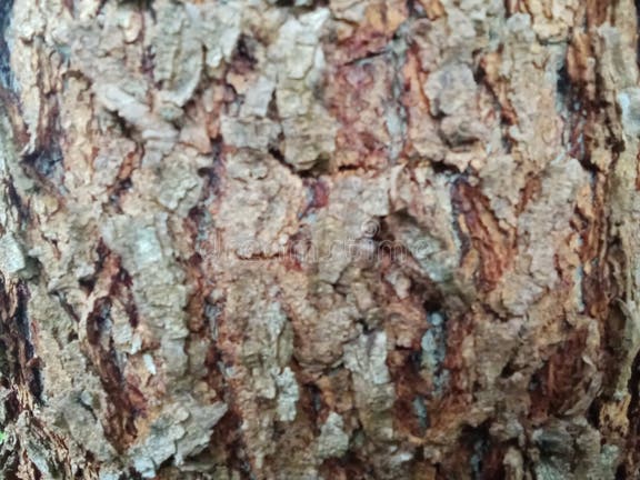 Acacia Tree with Abstract Tree Bark Texture Background Stock Photo ...