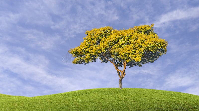 Acacia Tree on White Background Stock Photo - Image of closeup, white ...