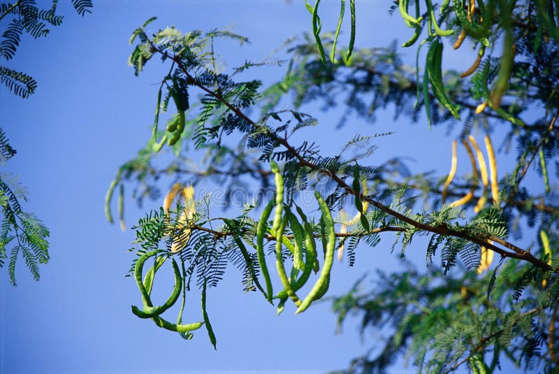 Acacia Tree Babul Babool Acacia Nilotica Used As Tooth-brush Stock ...