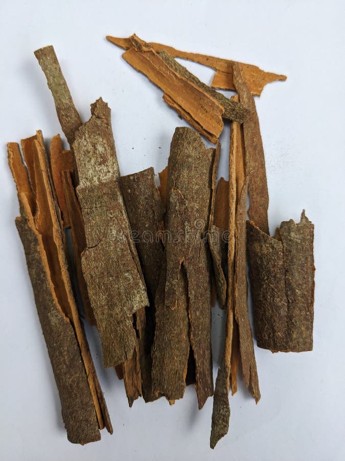 Acacia tree bark. Dalchini stock photo. Image of dish - 273890550