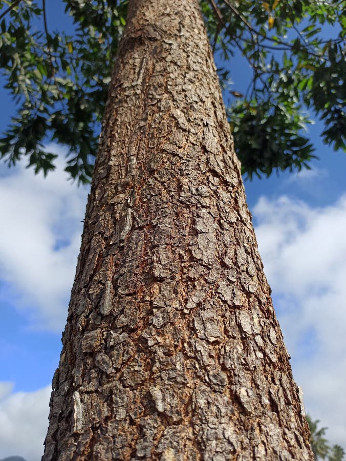 Acacia Tree Bark with Dark Color Stock Photo - Image of color, tree ...