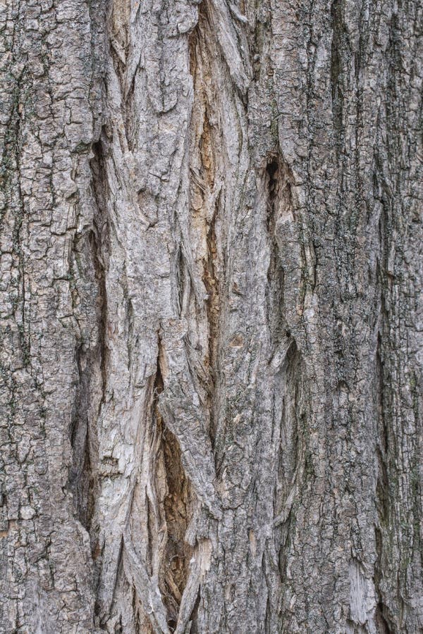 Acacia tree bark stock photo. Image of grove, wood, birch - 51429632