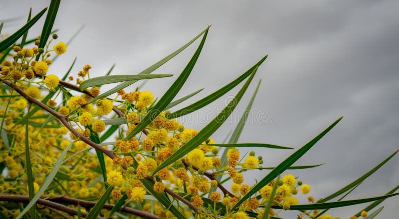 An Acacia tree in bloom stock photo. Image of branch - 145017570