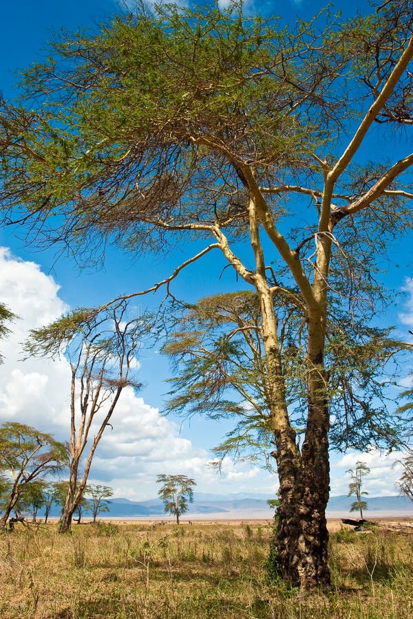 An Acacia Tree with Blue Sky Stock Image - Image of park, acacia: 10315013
