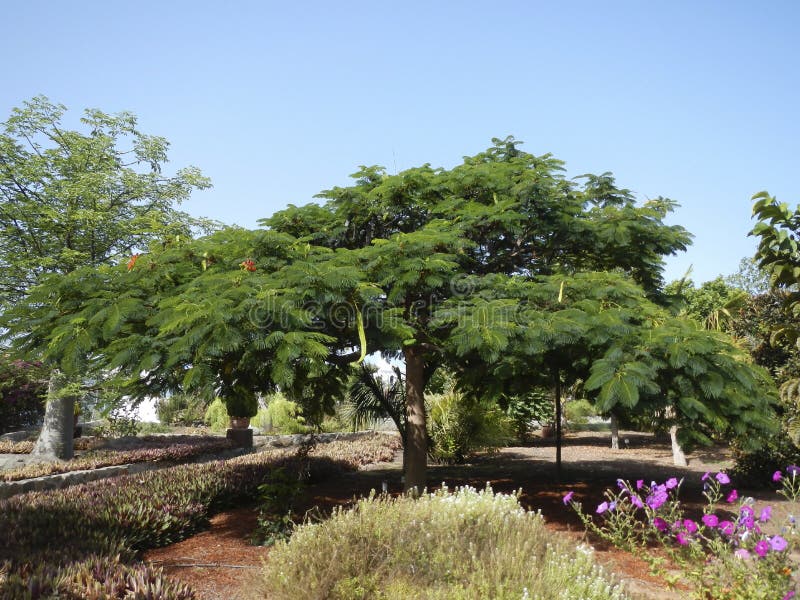 Acacia Tree in Botanic Garden Stock Photo - Image of gran, town: 53478834
