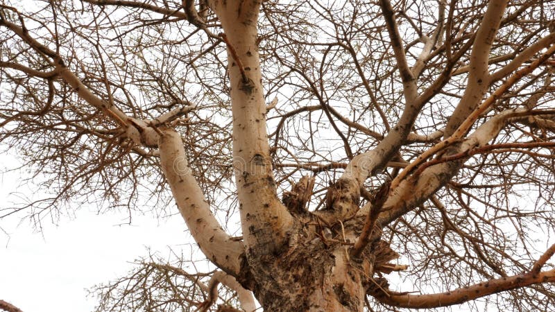 Acacia Tree Branches with Leaves, Closeup. Texture Nature Background ...