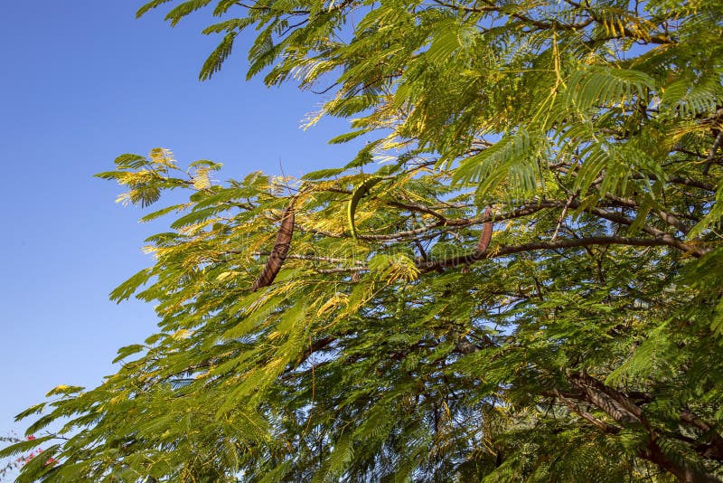 Acacia Tree Branches with Seeds on a Background of Blue Sky Stock Photo ...