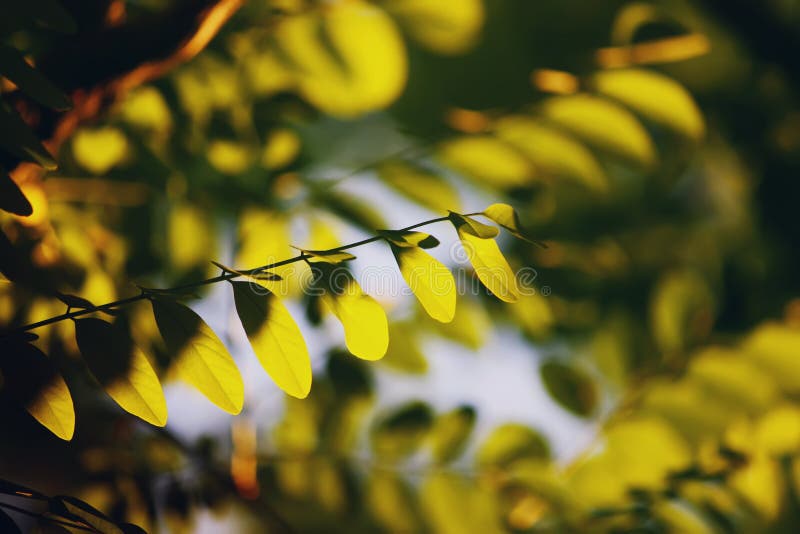 Acacia Tree Branches in Sunlight Stock Image - Image of freshness, plum ...