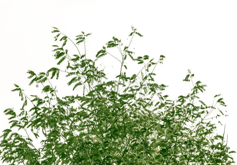 Acacia tree top branches stock photo. Image of cutout - 251552740