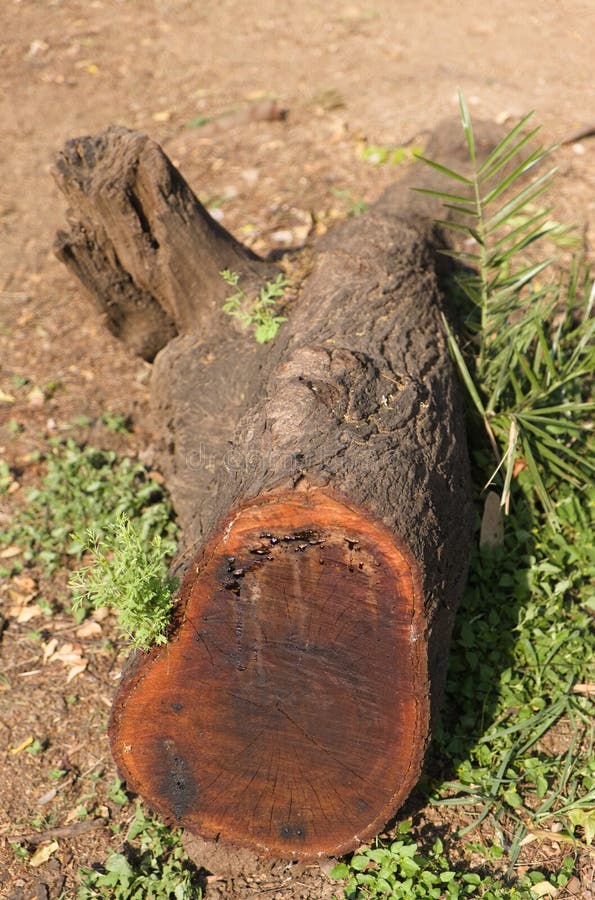 Acacia Tree Cut Down into Pieces Stock Photo - Image of plant, people ...