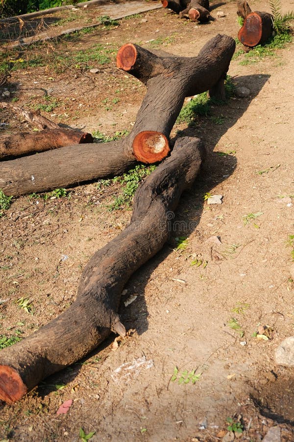 Acacia Tree Cut Down into Pieces Stock Photo - Image of flower, acacia ...