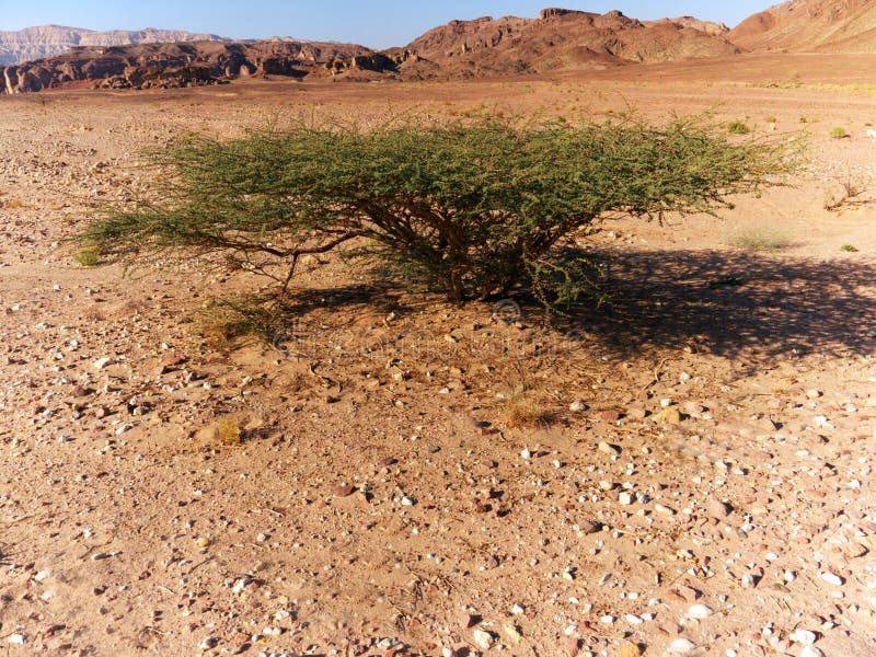 Acacia Tree in the desert stock image. Image of mountains - 17977703