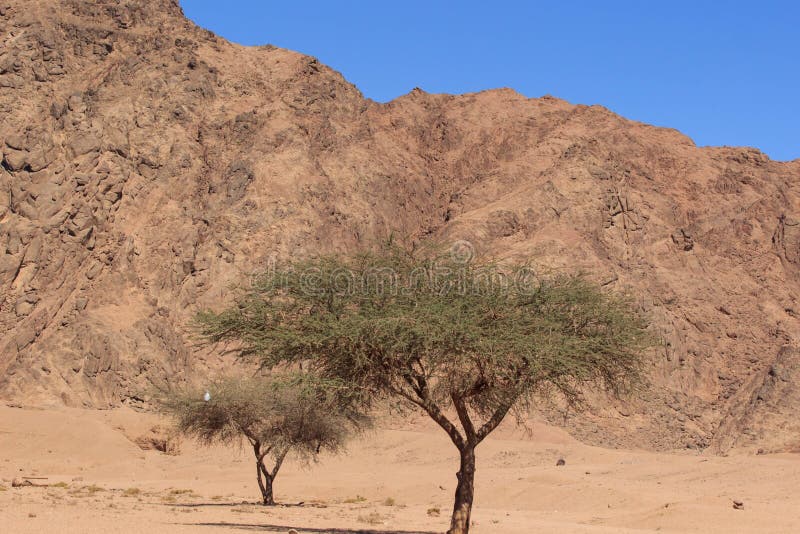 Acacia Tree in Desert Sands Stock Image - Image of natural, tree: 113233847