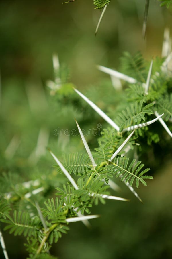 African Acacia Tree Leaves