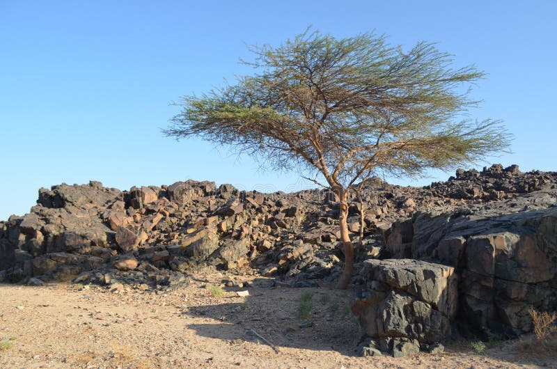 592 Acacia Tree Middle East Stock Photos - Free & Royalty-Free Stock ...