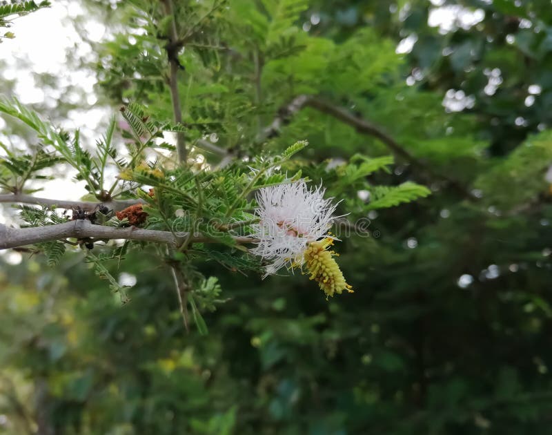 Acacia Tree Flower.flower of Acacia Plant Stock Image - Image of ...