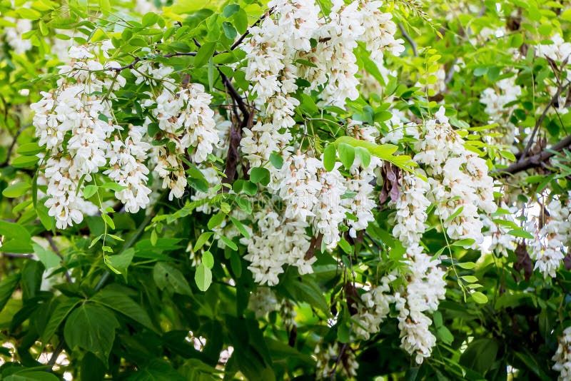 Acacia Tree during Flowering. White Flowers Acacia_ Stock Image - Image ...