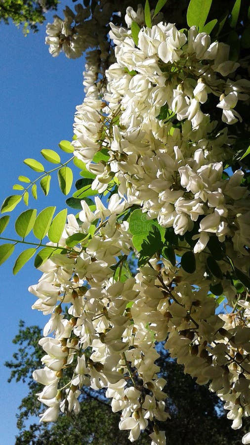 Acacia tree flowers stock image. Image of trees, acacia - 161427309