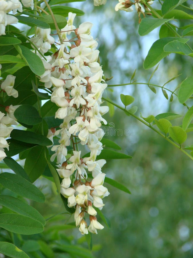 Acacia Tree Flowers Blooming in Spring. Acacia Flowers Branch with a ...