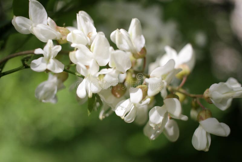 Acacia Tree Flowers Blooming in the Spring. Acacia Flowers Branch with ...