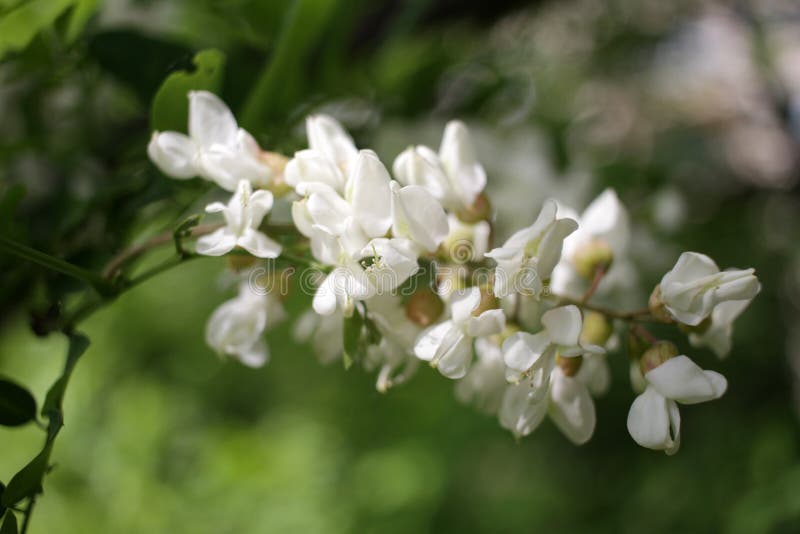 Acacia Tree Flowers Blooming in the Spring. Acacia Flowers Branch with ...