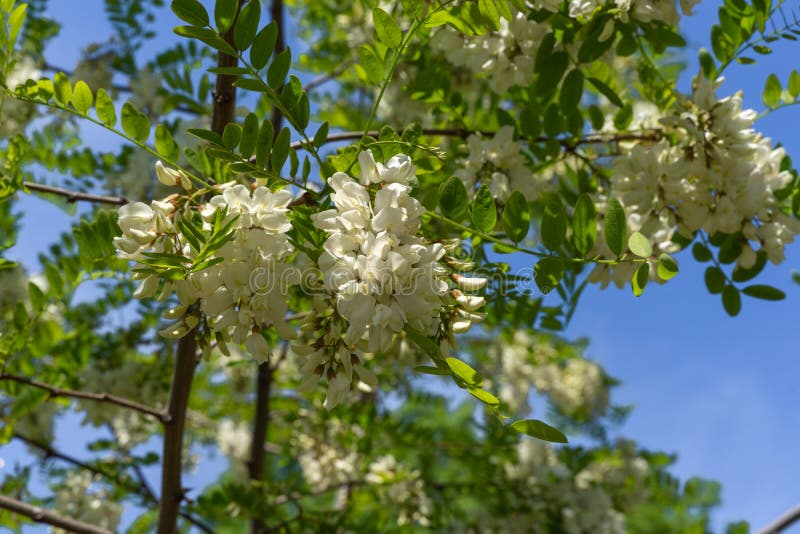 Acacia Tree Flowers Blooming In The Spring. Acacia Flowers Branch With ...