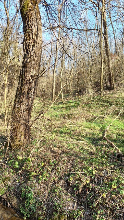Acacia Tree Forest Nature Wild Stock Image - Image of nature, wood ...