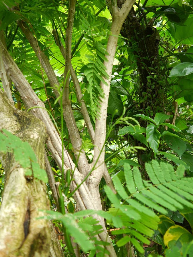 Acacia Tree stock photo. Image of green, fiber, homegrown - 91309378