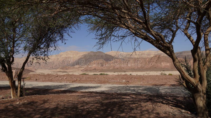 Acacia Tree in Geological Park Timna, Israel Stock Photo - Image of ...