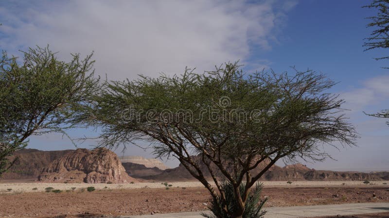 Acacia Tree in Geological Park Timna, Israel Stock Photo - Image of ...