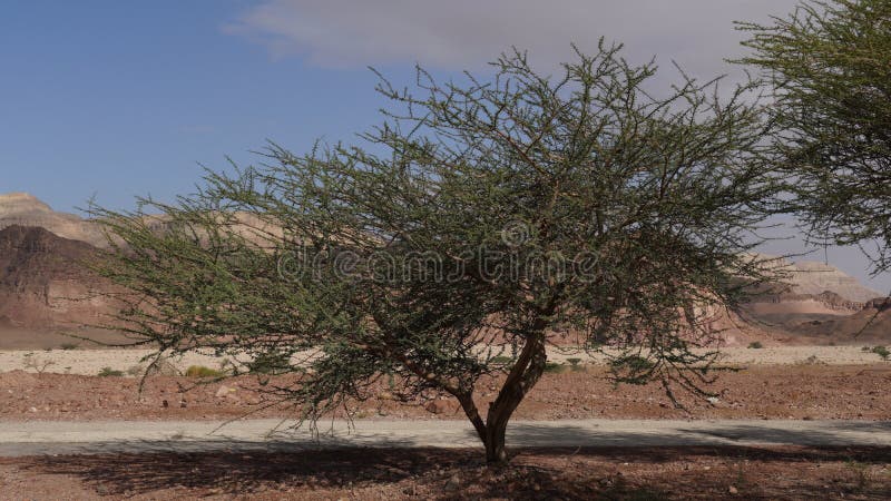 Acacia Tree in Geological Park Timna, Israel Stock Photo - Image of ...