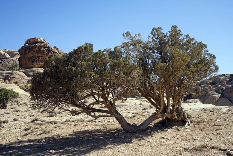 Acacia tree in the stock photo. Image of nature, jordan - 131654318