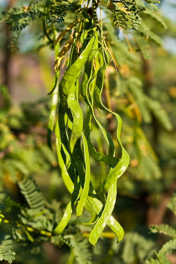 Acacia Tree with Big Grey Fruit Stock Photo - Image of outdoor, green ...