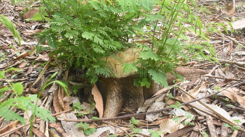 Acacia Tree Growth from Timber and Wood Cutting on Ground in Garden ...