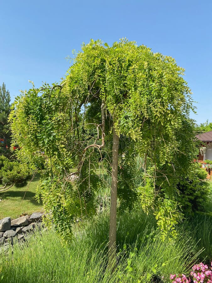Acacia Tree with Hanging Branches in Summer in the Park Stock Photo ...