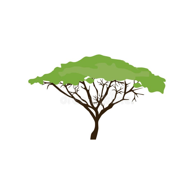Acacia Tree Stock Illustrations – 3,707 Acacia Tree Stock Illustrations ...