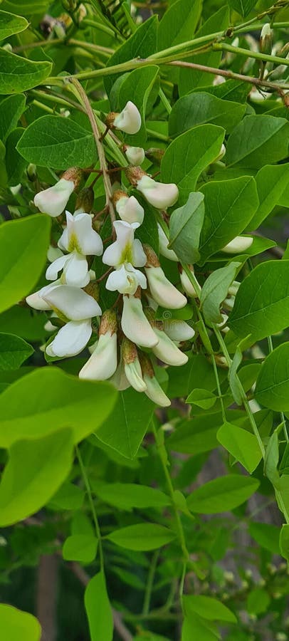 Acacia Tree with Inflorescence, Acacia Flowers, Green Tree with White ...