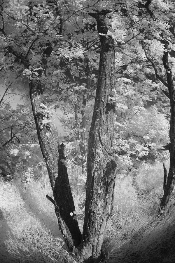 Acacia Tree Infrared Lighting Stock Photo - Image of forested, contrast ...