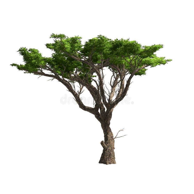 Acacia Tree Isolated. Vector Illustration Stock Vector - Illustration ...