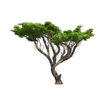 Acacia Tree Stock Illustrations – 14,334 Acacia Tree Stock ...
