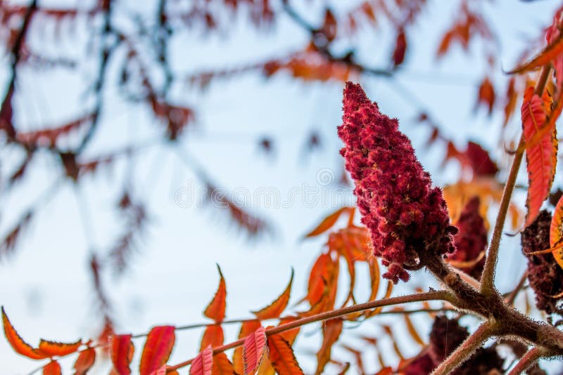 Acacia tree stock image. Image of pagoda, japan, season - 34386441