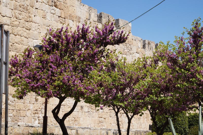 Acacia tree in Jerusalem stock image. Image of tree, april - 90954189