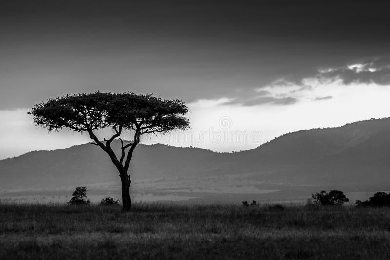 Acacia Tree in Kenya Masai Mara Stock Image - Image of tree, safari ...